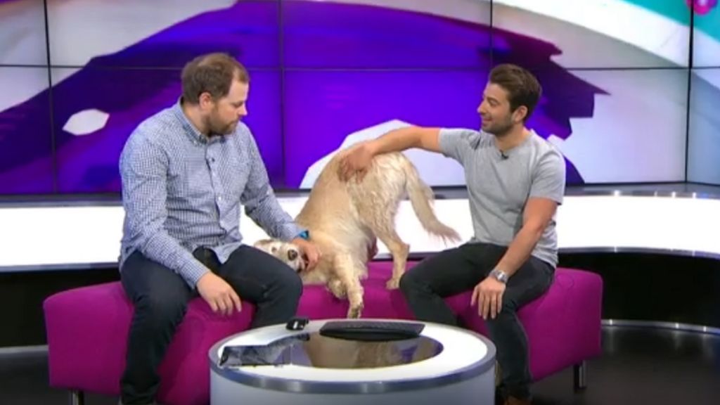 Bloopers: Adventurous dog Arthur explores Newsround studio - BBC Newsround
