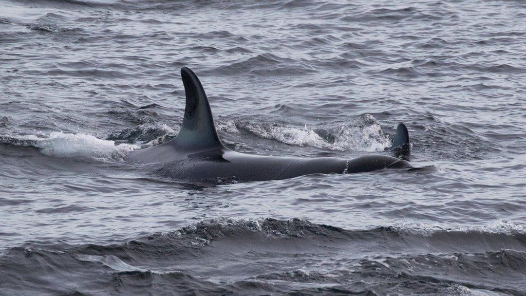 Wildlife watchers' close encounter with orcas near Wick - BBC News