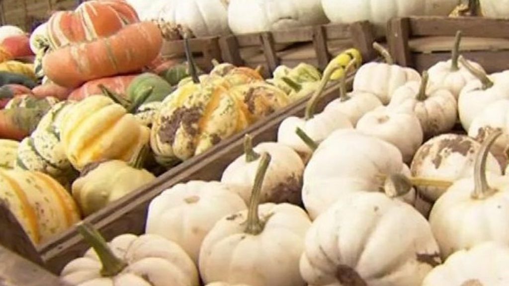 Halloween: The farm with over a million pumpkins! - BBC Newsround