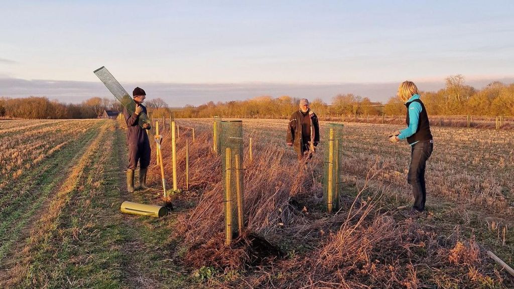 Agroforest trial under way at RSPB's Cambridgeshire farm - BBC News