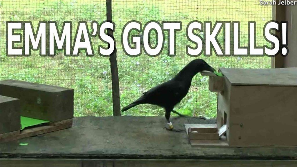 Emma - the clever crow who can use a vending machine! - BBC Newsround