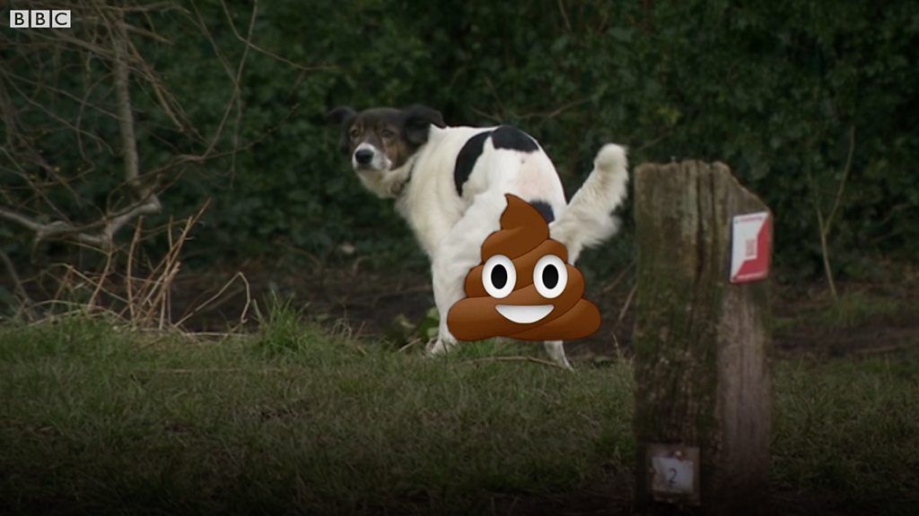 Doodoowatch 'poo-shaming' map gains UK council interest - BBC News