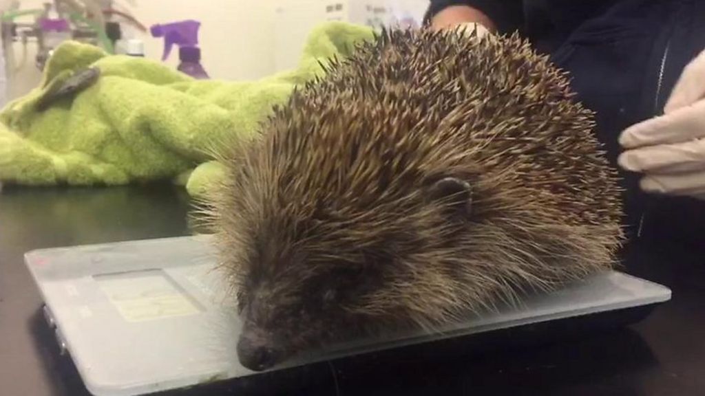The little hedgehog who has puffed up like a balloon - BBC Newsround