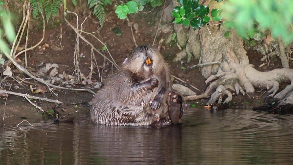 Beavers given the right to stay in their Devon home - BBC Newsround