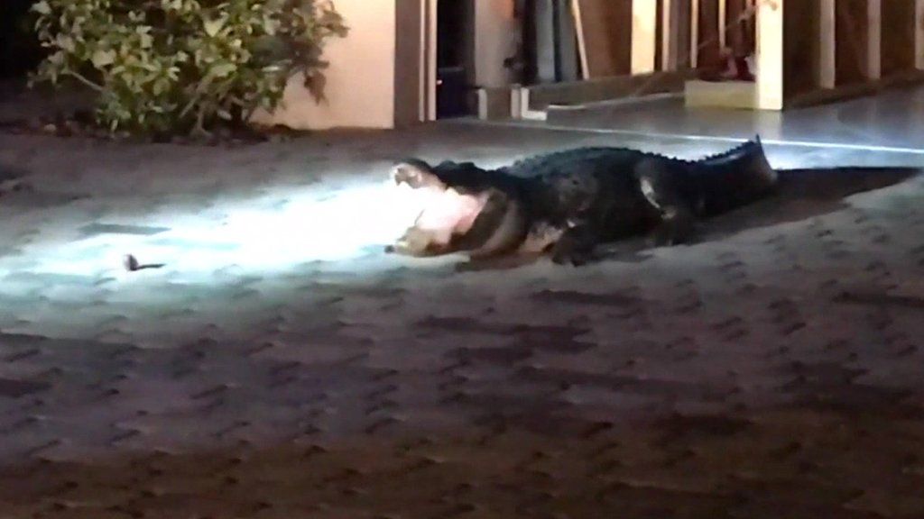 Huge alligator found in garage in Florida - BBC Newsround