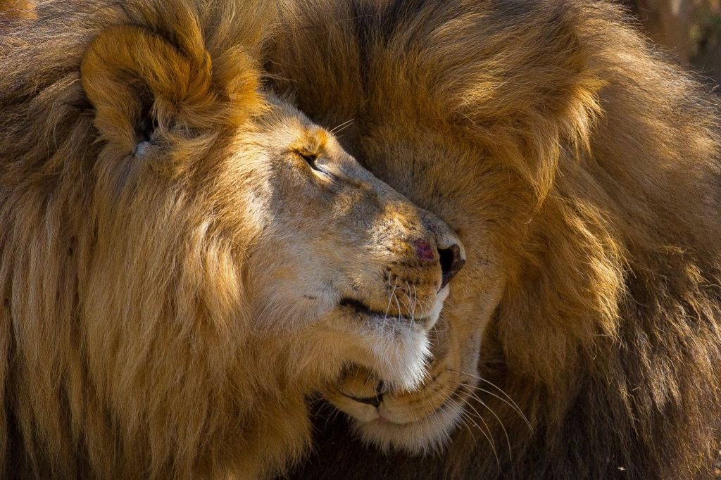 Global photography project highlights endangered wildlife - BBC Newsround
