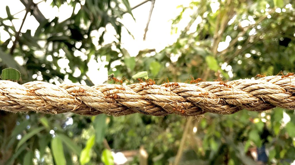 Your pictures of Scotland: 5 - 12 May - BBC News