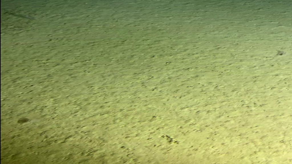 Explorer films footage of seabed in deepest part of the ocean - BBC ...