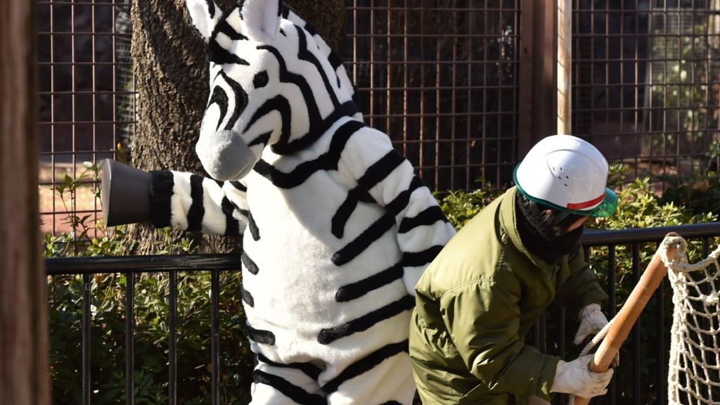 What do you do if a zebra escapes from the zoo? - BBC Newsround