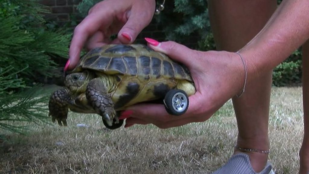 Harriet the tortoise gets wheels to move around - BBC Newsround