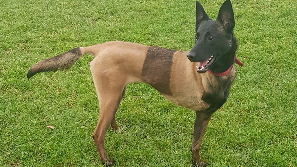 Dyfed-Powys Police dog wins award for mum and baby rescue - BBC News