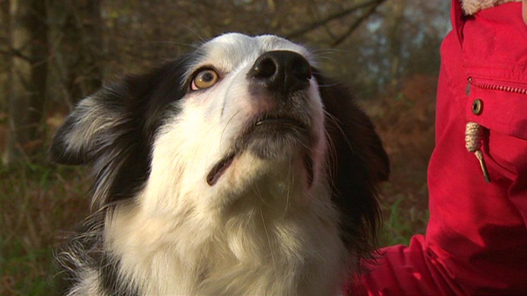 The dogs helping to rescue people - BBC Newsround