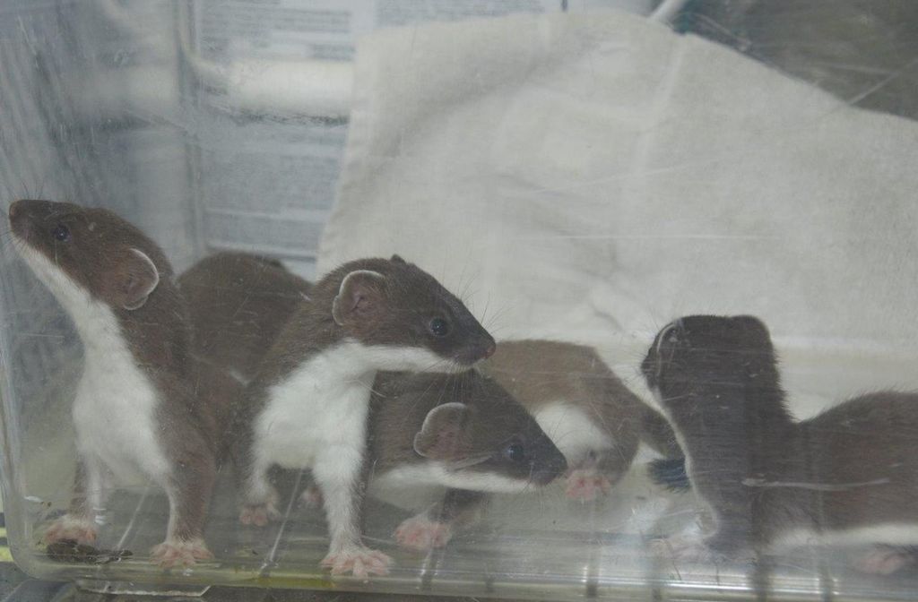 Orphaned stoats rescued and named after Friends stars - BBC News