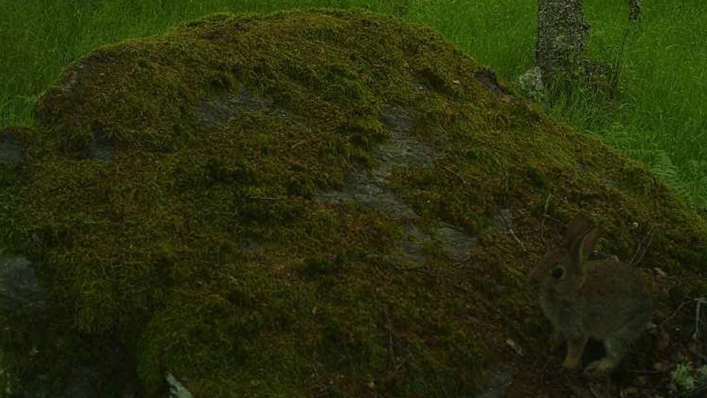 Rock on: Woodland animals drawn to mossy boulder - BBC News