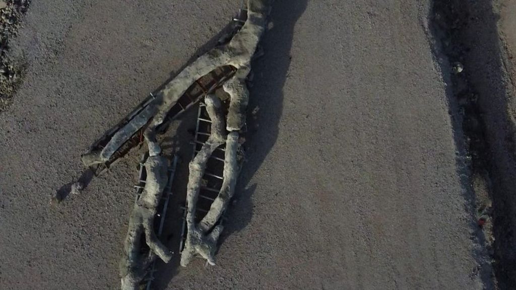 Archaeology: 20-million-year-old fossilised tree found in Greece - BBC ...