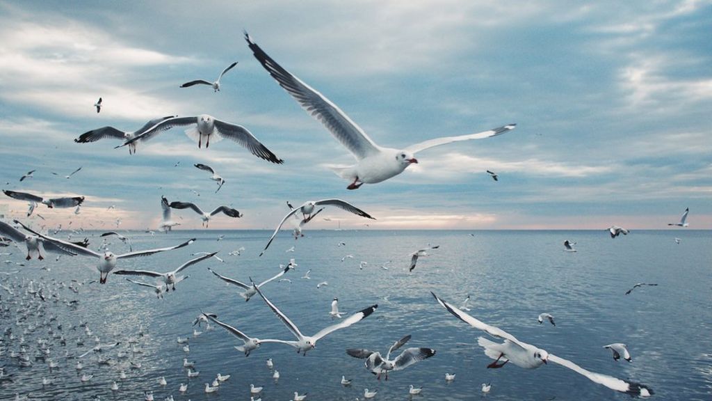 Operation Seabird launched to protect coastal wildlife - BBC Newsround