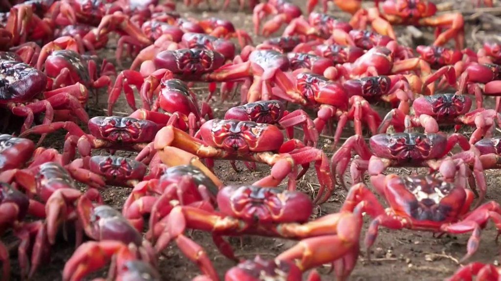 Red crabs: Migration delayed due to dry weather - BBC Newsround