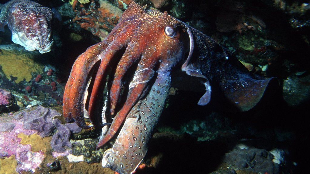 How clever cuttlefish avoid being eaten by sharks - BBC Newsround