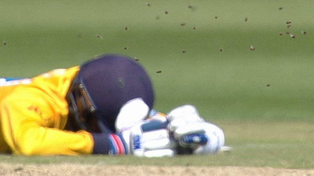 Cricket World Cup: A swarm of bees forces the players to take evasive ...