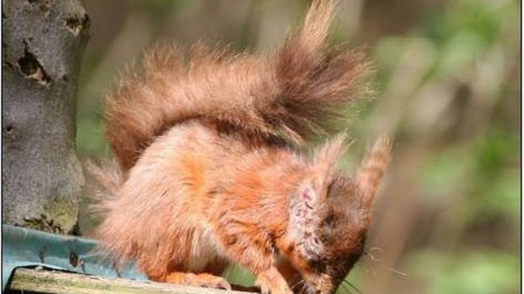 Red squirrel pox warning on Merseyside as disease strikes - BBC News