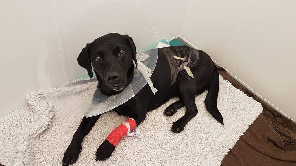 Dog hit by train in Westbury has 'amazing' escape - BBC News