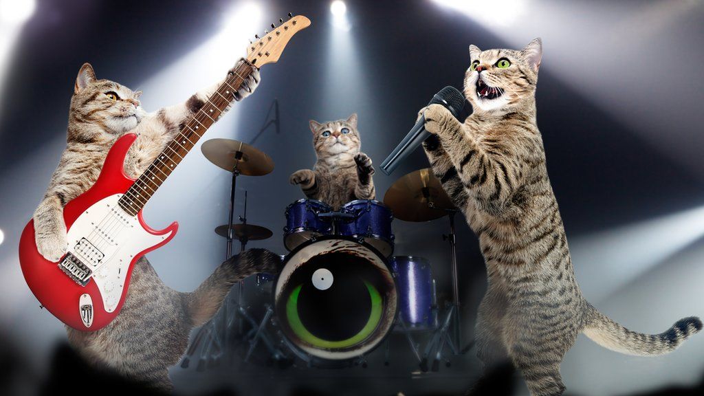 Classical Or Lo fi What Kind Of Music Do Cats Like To Listen To BBC