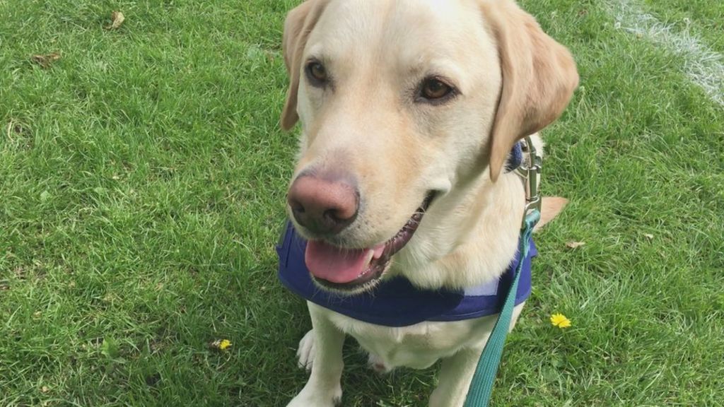 Meet Smudge, the world's first dog to take digital contactless payments ...