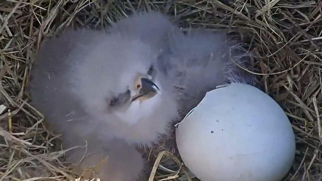 Baby eaglets born live on camera - BBC Newsround