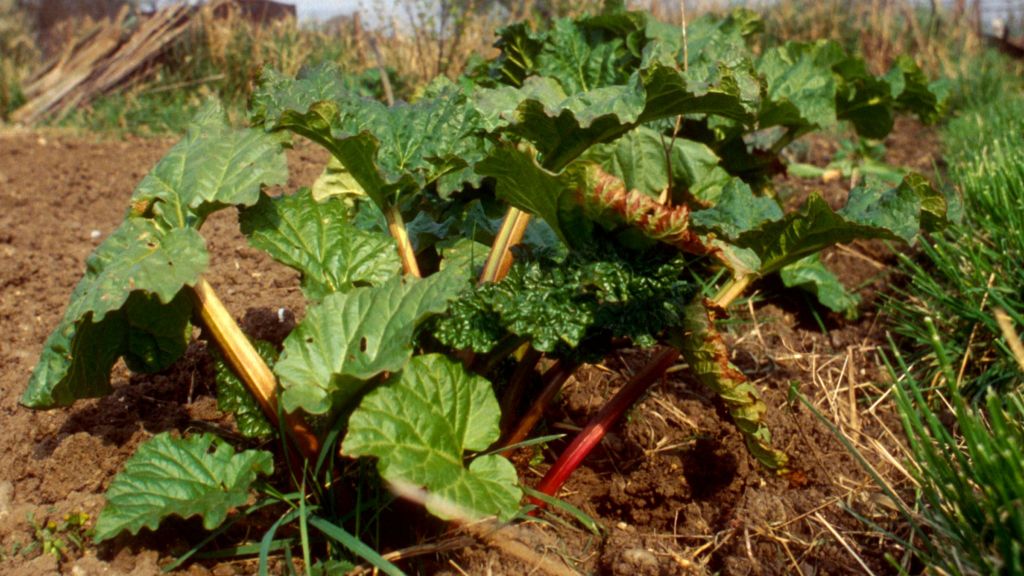 Rhubarb Triangle, West Yorkshire: What does rhubarb growing sound like ...