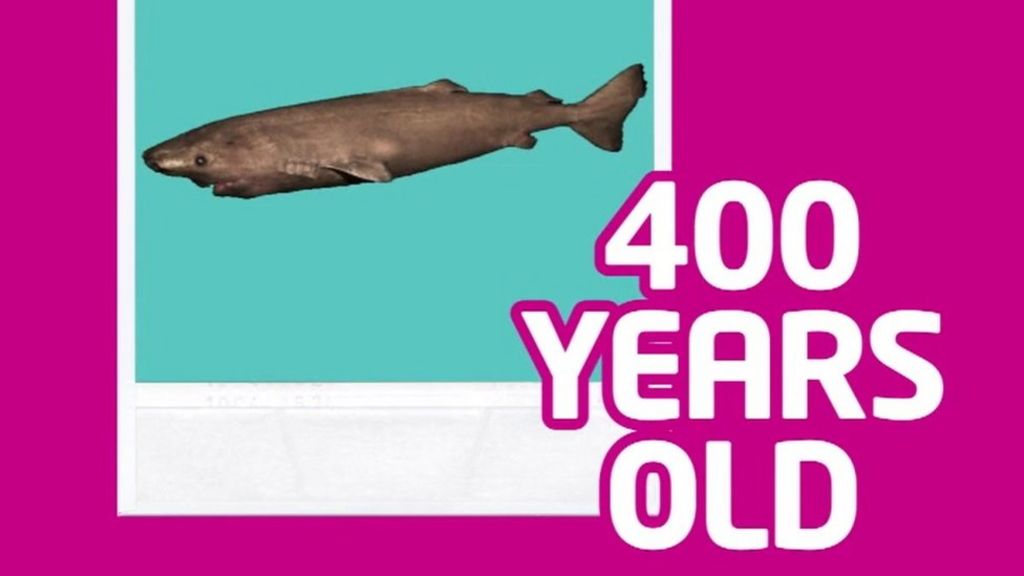 The 400-year-old shark and other really old things - BBC Newsround