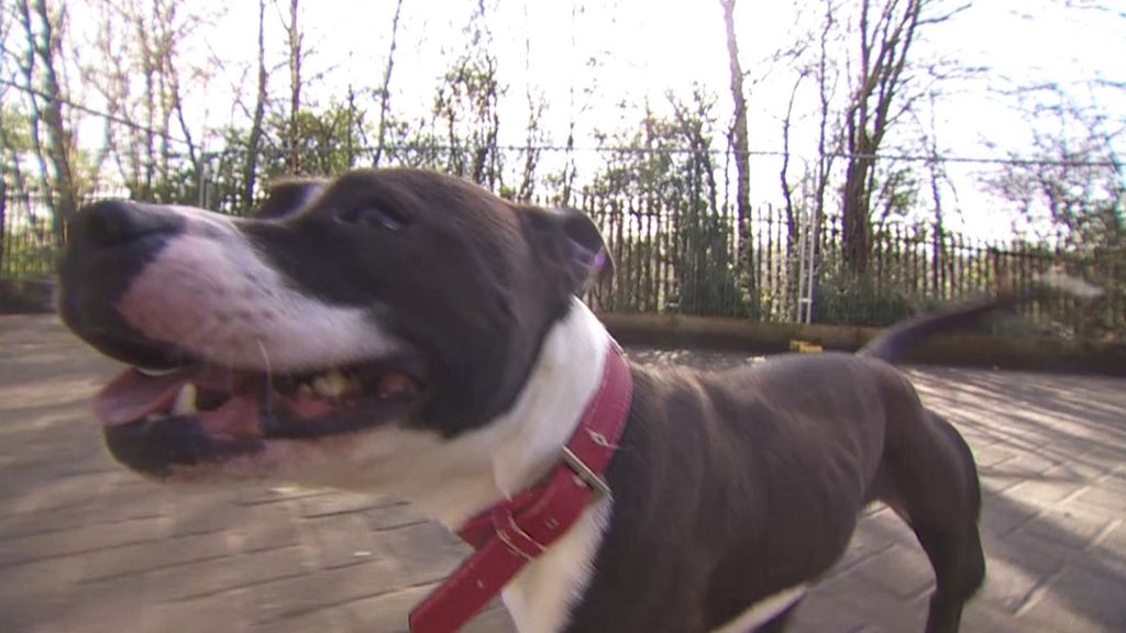 New kennels for dogs left homeless after fire - BBC Newsround