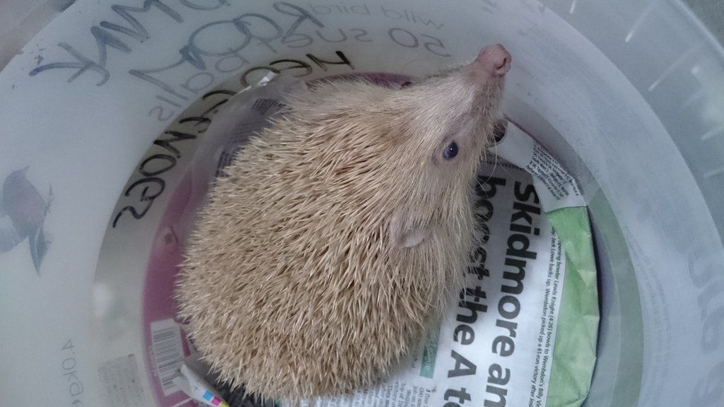 Rare blonde hedgehog rescued and nursed back to health - BBC News