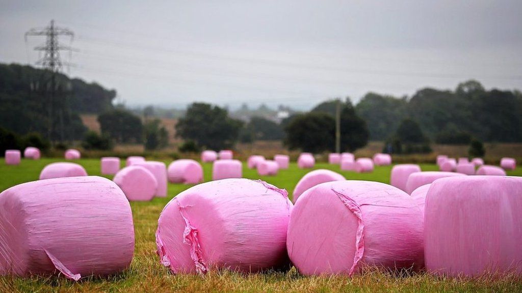 Why are pink hay bales appearing in fields? - BBC News