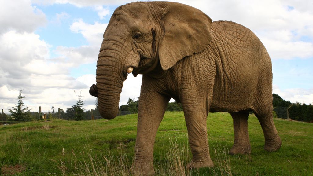 Search on to find friend for Scotland's only elephant - BBC News