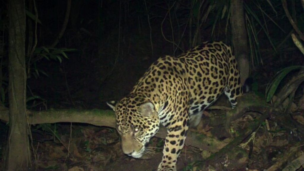 Scientists gather largest ever photo database of Amazon wildlife - BBC ...