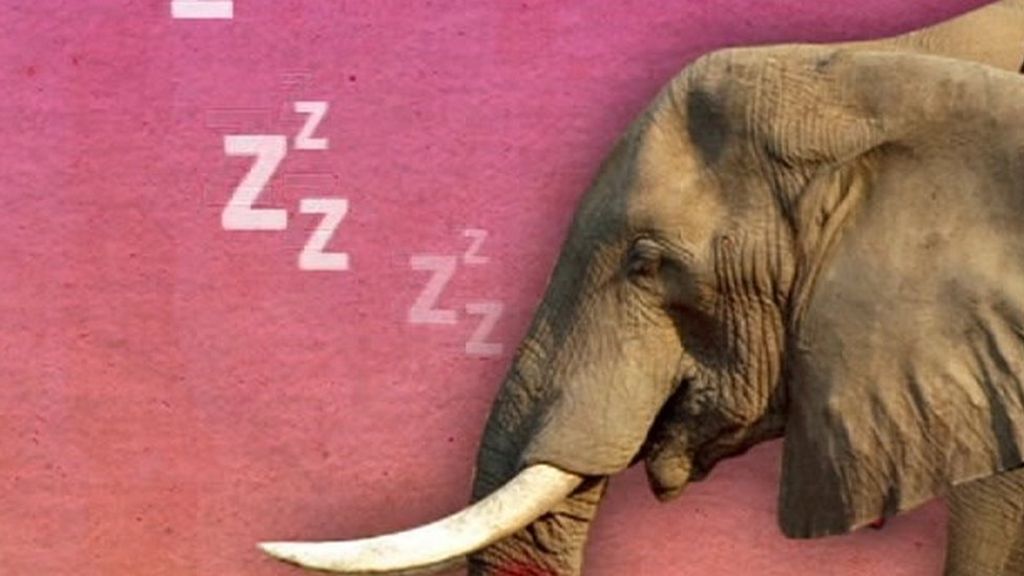 African elephants may be shortest-sleeping mammals - BBC Newsround