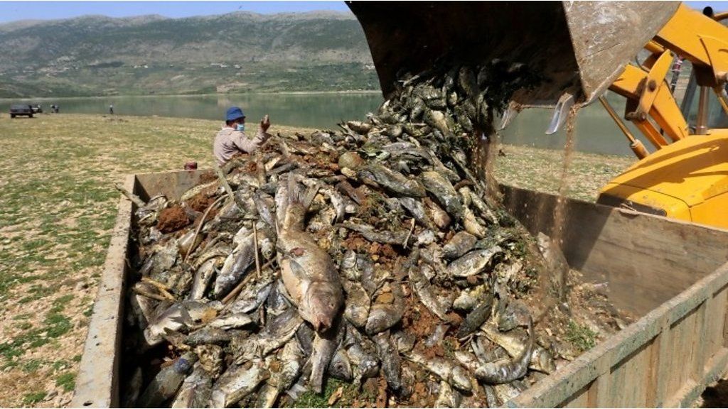 Huge bank of dead fish spotted off French Atlantic coast - BBC News