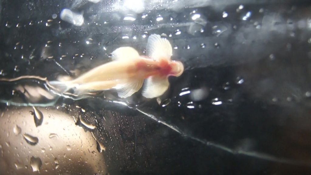 Blind cavefish can climb waterfalls - BBC Newsround