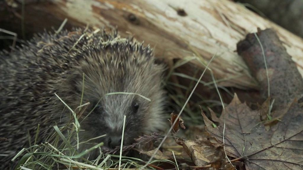 Bonfire Night: Top tips for looking after wildlife - BBC Newsround