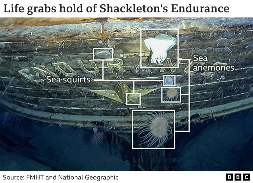 Shackleton: Famed explorer's Endurance ship gets extra protection - BBC ...