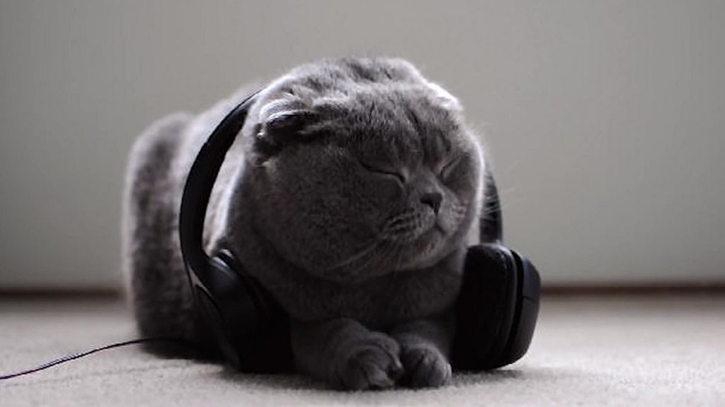 The music designed especially for cats - BBC Newsround