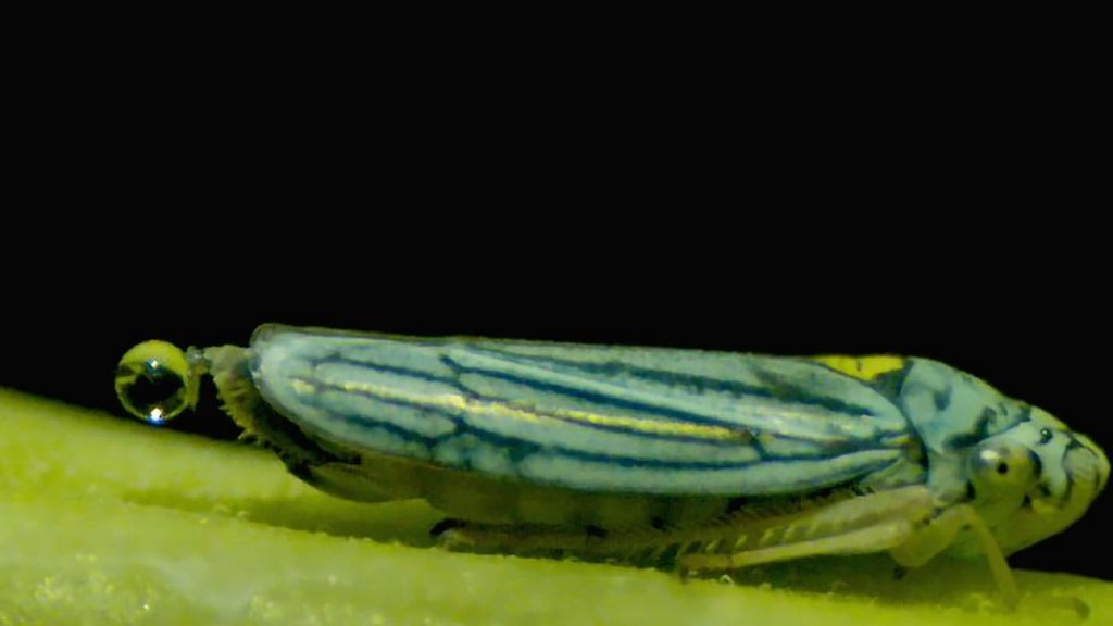 Scientists researching the bug discovered it flicks its wee 10x faster ...