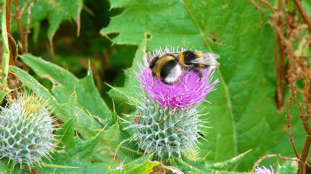 Your pictures of Scotland - 9 to 16 June - BBC News