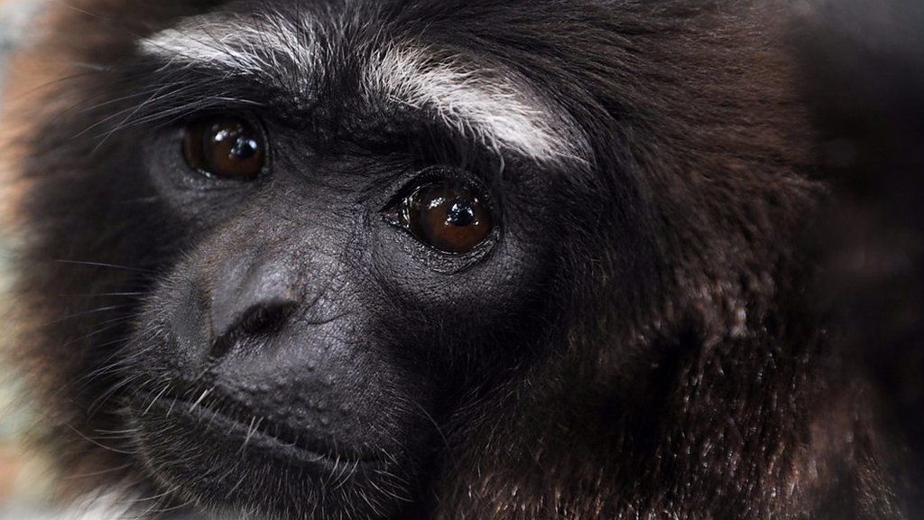 How rescued apes are being helped to live back in the wild - BBC Newsround
