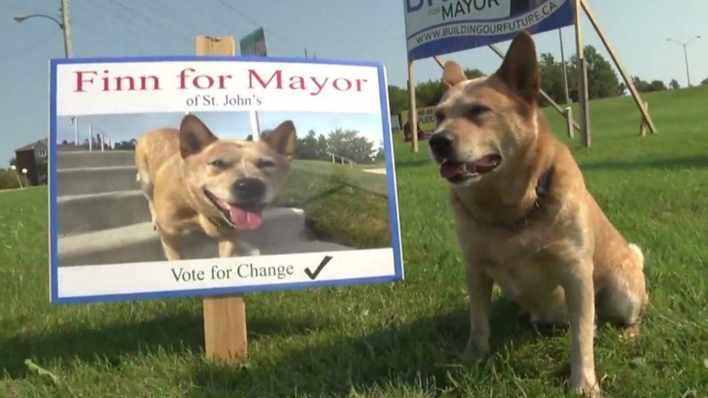 Finn the dog runs for mayor in Canadian city - BBC Newsround