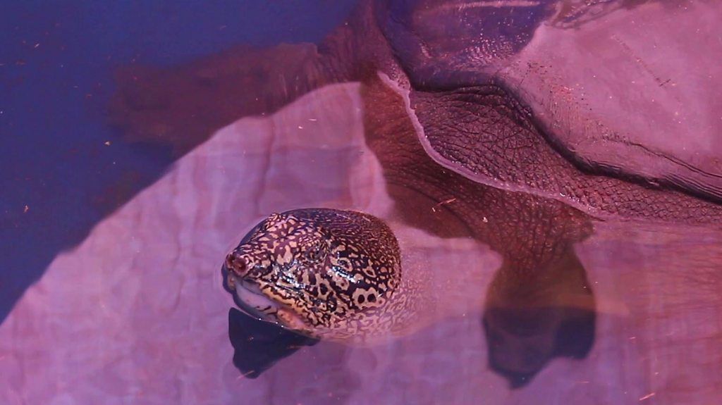 World's largest see-through bridge opens in Vietnam - BBC Newsround