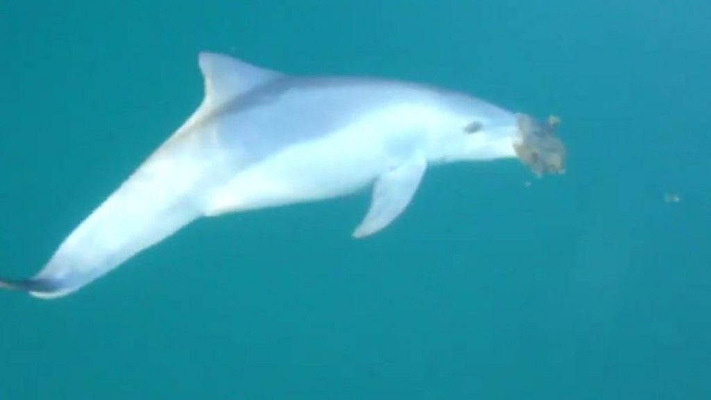 Gift giving dolphins looking for love - BBC Newsround