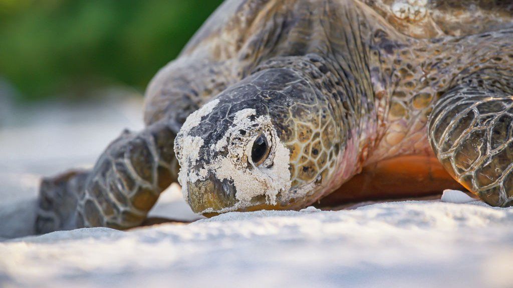 Wildlife Conservation: The extra help for turtles on Pakistan's beaches ...