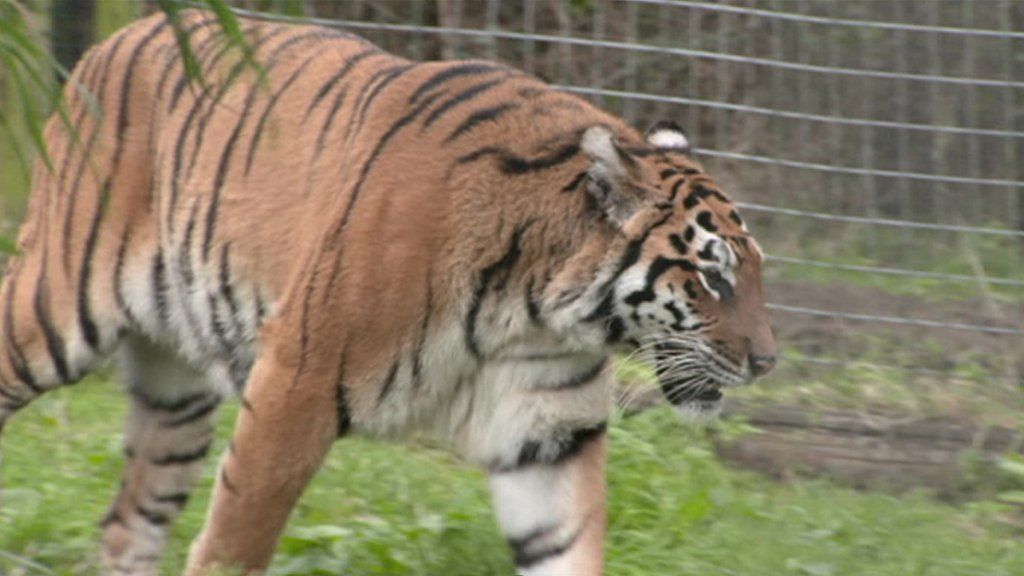 Simi the tiger gets new home in Isle of Wight zoo - BBC Newsround