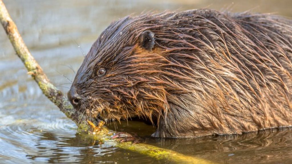 UK wildlife: First baby beaver born in 400 years in Staffordshire - BBC ...
